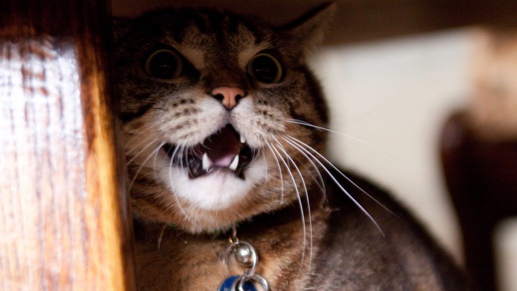 chat-enerve - Catallaxie